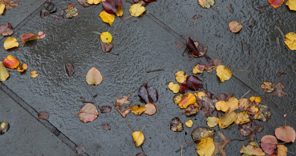 Driving Dangers in Autumn. Call 618-277-3644 | Free Consults.